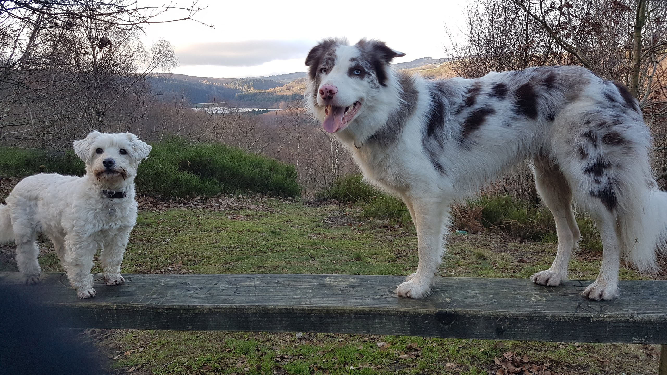 Boney Fido Dog Training : Sheffield : Friendly, professional training ...
